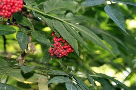 Sambucus Tigranii Sureaux