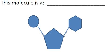 Nucleotide Diagram Quizlet