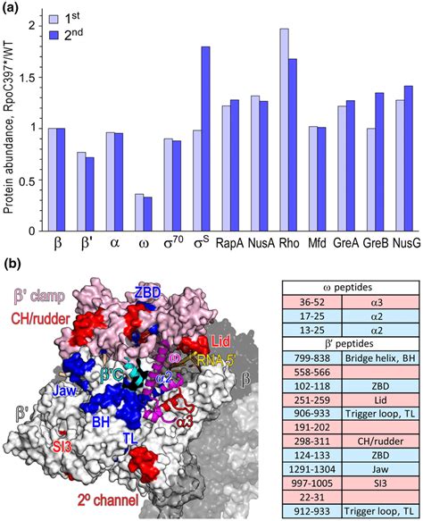 In Vivo Crosslinking Analysis A Quantification Of Rnap Subunits And