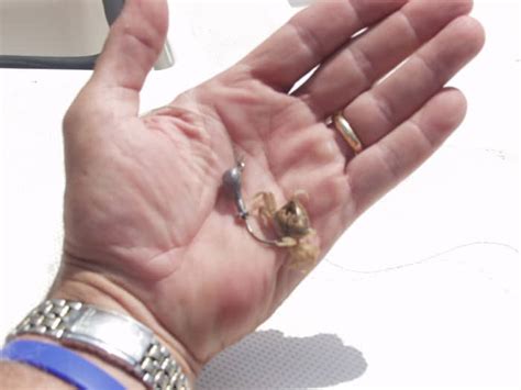 Catching Fiddler Crabs For Bait SkyAboveUs