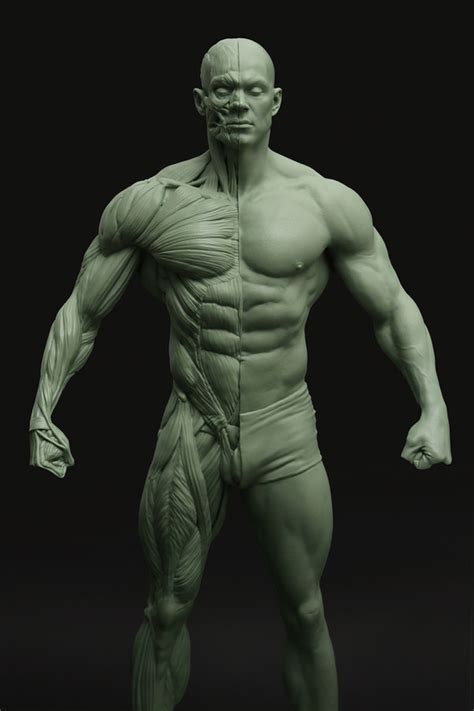 Ecorche By Raf Grassetti