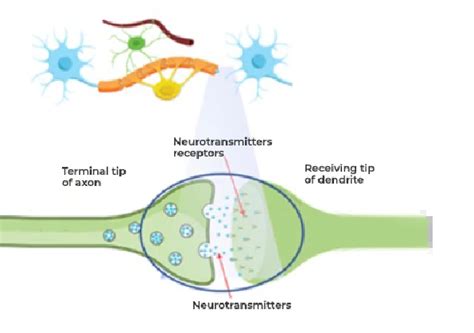 Normal Brain Aging Neuropong
