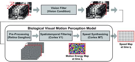 An Overview Of The Motion Energy Model Used For Speed Estimation In Download Scientific Diagram