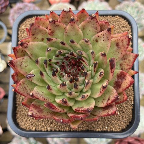 Echeveria Agavoides Maria Crested 5 Large Succulent Plant Cutting