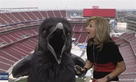 Giant Crow Attacks Locals Scrolller