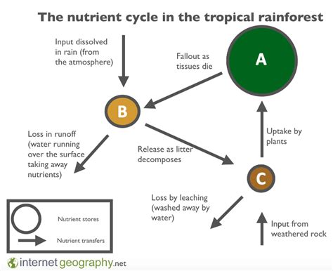 Nutrient Cycle In Rainforest