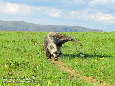 Tamandua Bandeira Myrmecophaga Tridactyla O Belo E Elega… Flickr