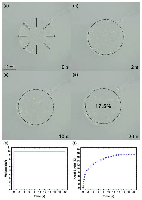 Flexible Actuator Based On Pam Conductive Hydrogel Electrodes A D