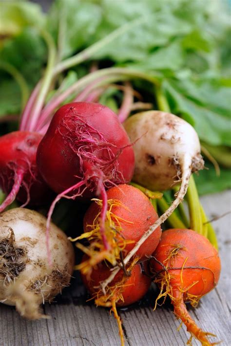 Varieties Of Beet What Are Some Common Beet Types Gardening Know How