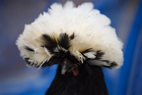 Polish Chicken Breed Guide For Backyard Flocks City Life To Farm Life