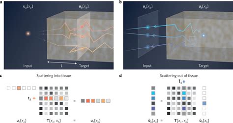 Guidestar Assisted Wavefront Shaping Methods For Focusing Light Into Biological Tissue Pmc