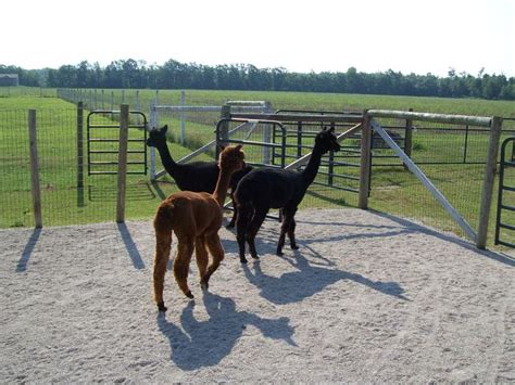 Ramblin Rose Alpacas is a small, family owned farm where quality is the ...