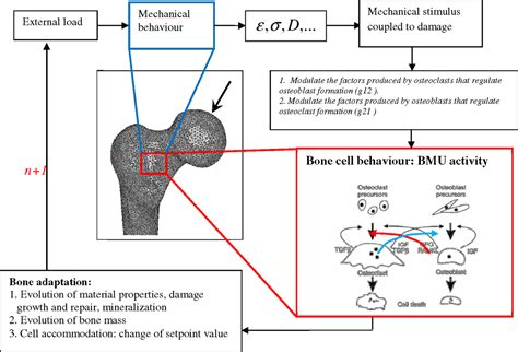 Bone Cell Model