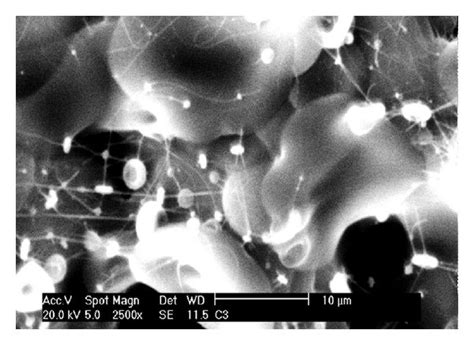 Sem Micrographs Showing The Effect Of A Chloroform As Solvent On