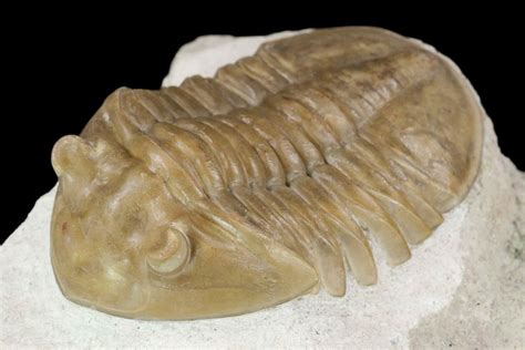 1 9 Asaphus Lepidurus Trilobite Russia 126143 For Sale