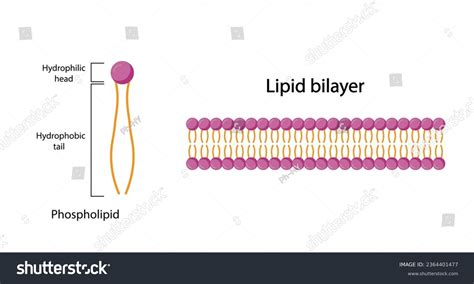 Structure Simple Des Lipides