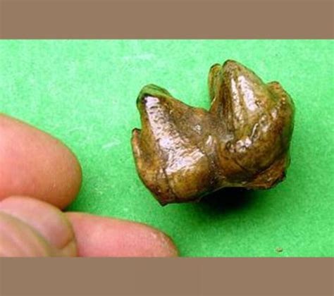 proboscidean fossils archives fossils and artifacts for sale paleo