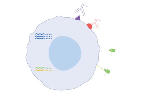 Single Cell Immune Profiling