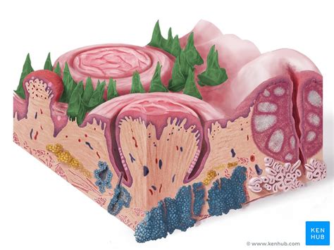 Filiform Papillae Anatomy And Structure Kenhub