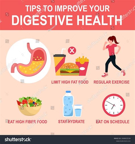 Tips Improve Your Digestive Health Infographic Stock Vector Royalty Free 2048632538 Shutterstock