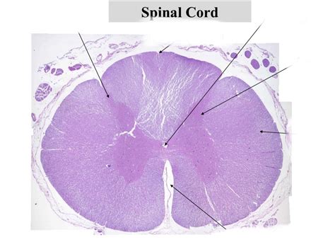 LABELING Spinal Cord Q Diagram Quizlet