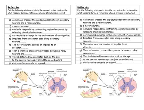 What Is A Reflex Arc By Amberprice Teaching Resources Tes