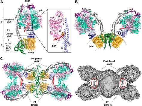 Atp Synthase Electron Microscope