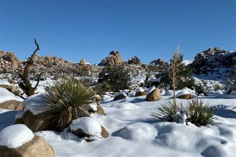 Does It Snow In Joshua Tree National Park Exploring Winter Wonders