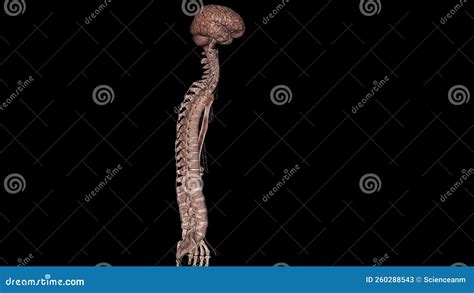 Medical Illustration Of Spinal Cord And Neural Foramen Stock