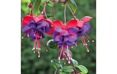 John Merrick Obituary 2024 Chichester Sussex Sussexworld