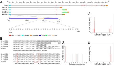 Long Read Sequencing Identified Repeat Expansions In The 5′utr Of The