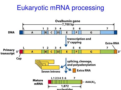 Ppt Chapter 26 Rna Metabolism Powerpoint Presentation Free Download