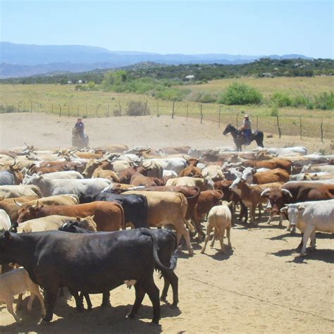 Rancho El Coyote Meling MÉxico 2026 Fotos E Avaliações Tripadvisor