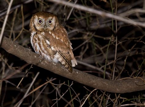 Eastern Screech Owl Predators