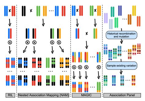Review Ten Years Of The Maize Nested Association Mapping Population Impact Limitations And