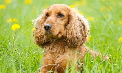 All About The Male Vs Female Cocker Spaniel Debate