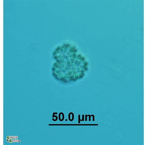 Snowella Litoralis Galerie