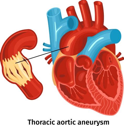 Heart Anatomy Vector Images Over 24000