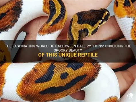The Fascinating World Of Halloween Ball Pythons Unveiling The Spooky