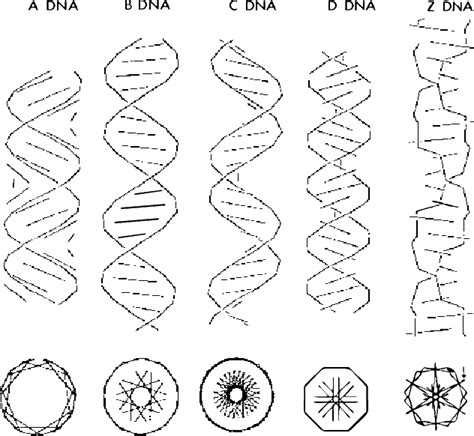 [pdf] The Three Dimensional Structure Of Dna Semantic Scholar