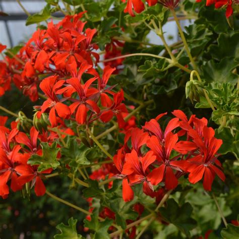 Are There Trailing Geraniums At Beth Heard Blog