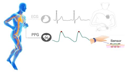 Safety And Functional Test Of Wearable Photoplethysmogram Ppg Smart