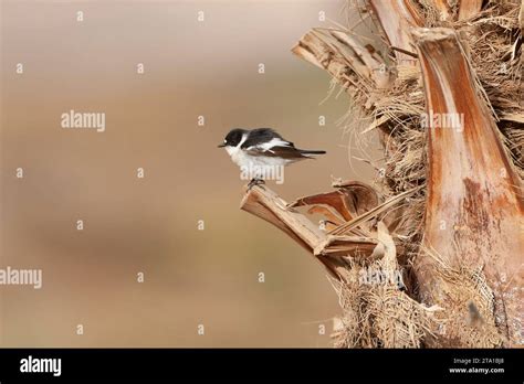 Male Semicollared Flycatcher Ficedula Semitorquata During Spring Migration In Eilat Israel