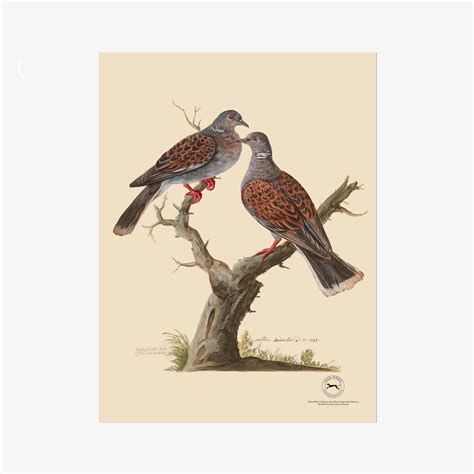 Clay Turtle Doves