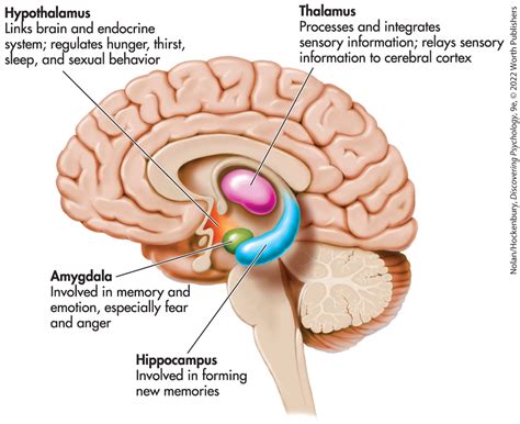 Psy 201 Ch 2 Midbrain Diagram Quizlet