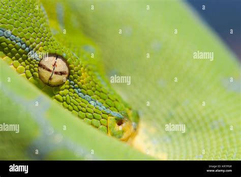 Green Tree Python Morelia Viridis Hanging On Branch Waiting For Prey Appears To Be Peaking