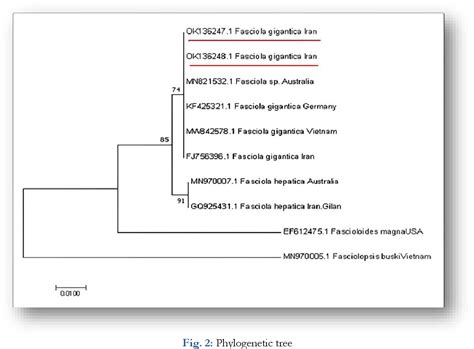 table 2 from evaluation of semi nested pcr compared with indirect elisa