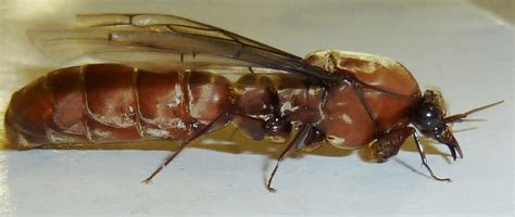 Driver Ant L Remarkably Powerful Stinger Our Breathing Planet