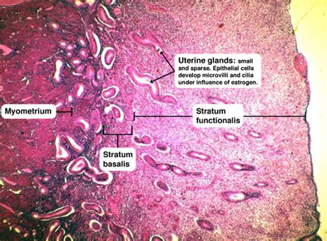 Uterine Histology In The Menstrual Cycle Left And Centre