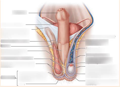Pen15 Testes Spermatic Cord Diagram Diagram Quizlet Pen15 Testes Spermatic Cord Diagram Diagram Quizlet